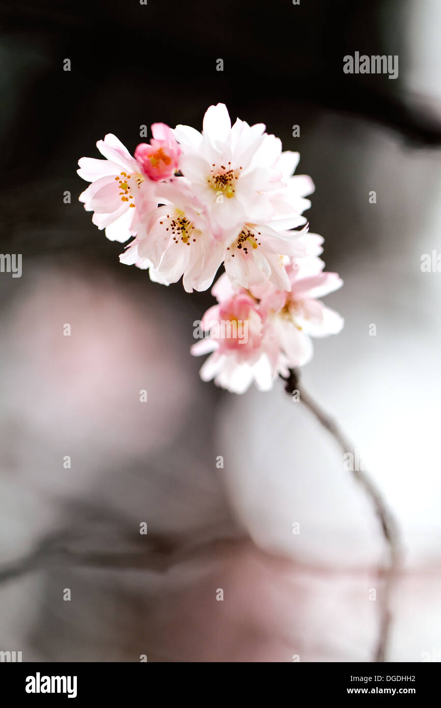 Prune blossom hi-res stock photography and images - Alamy