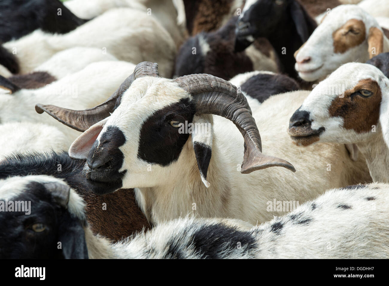 White indian male goat hi-res stock photography and images - Alamy