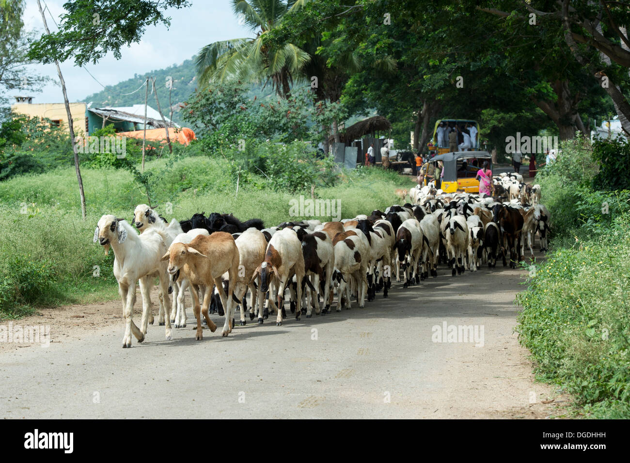 Herding domesticated goats in the rural indian countryside, Andhra ...
