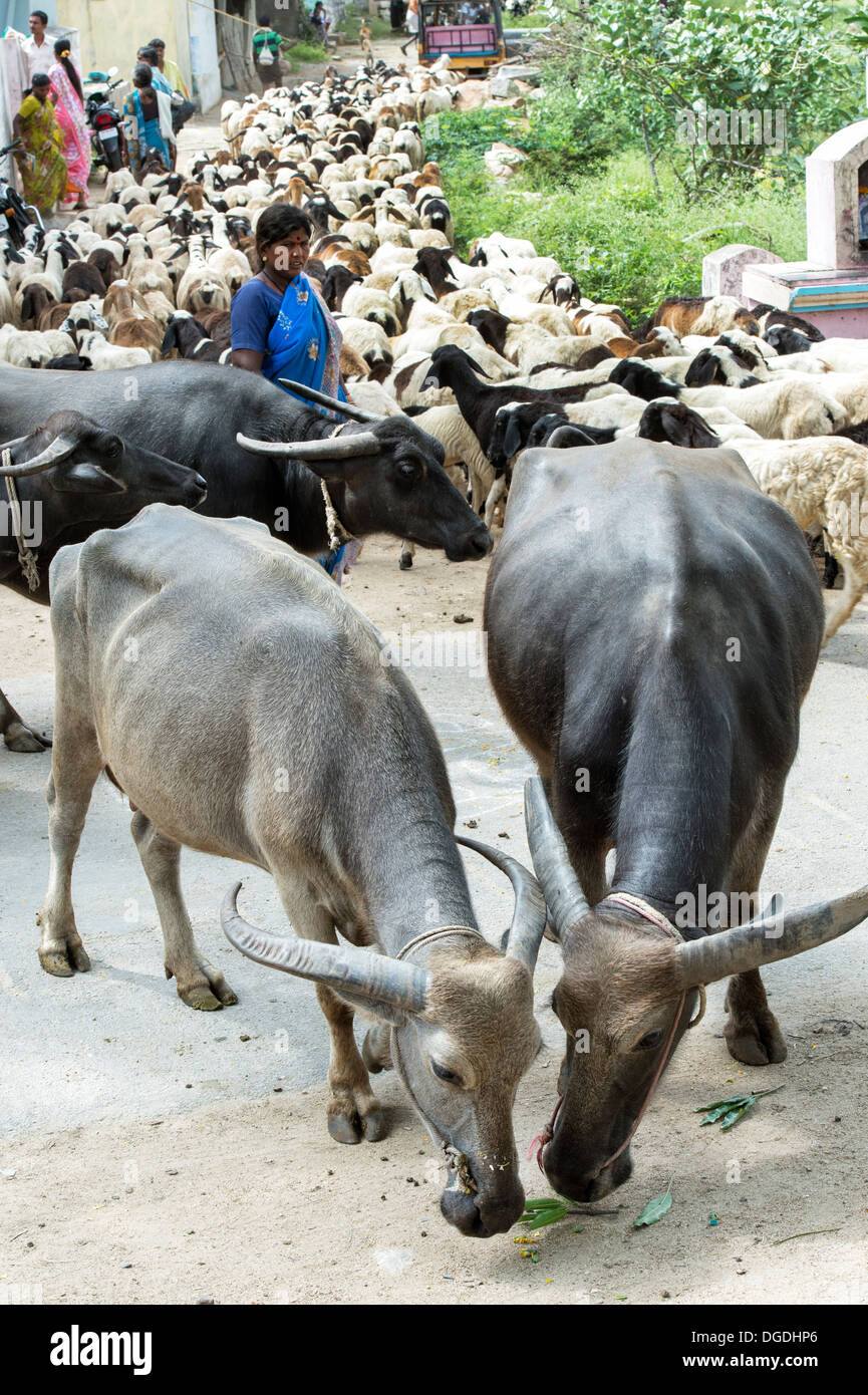 Herding buffalo hi-res stock photography and images - Alamy
