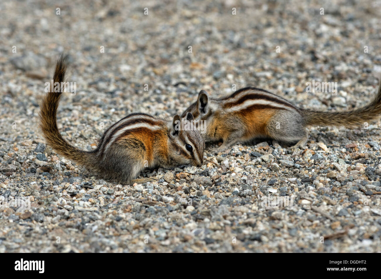 Chipmunk hi-res stock photography and images - Alamy