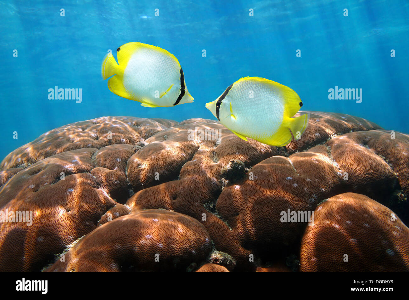 Spotfin butterflyfish chaetodon ocellatus hi-res stock photography and ...