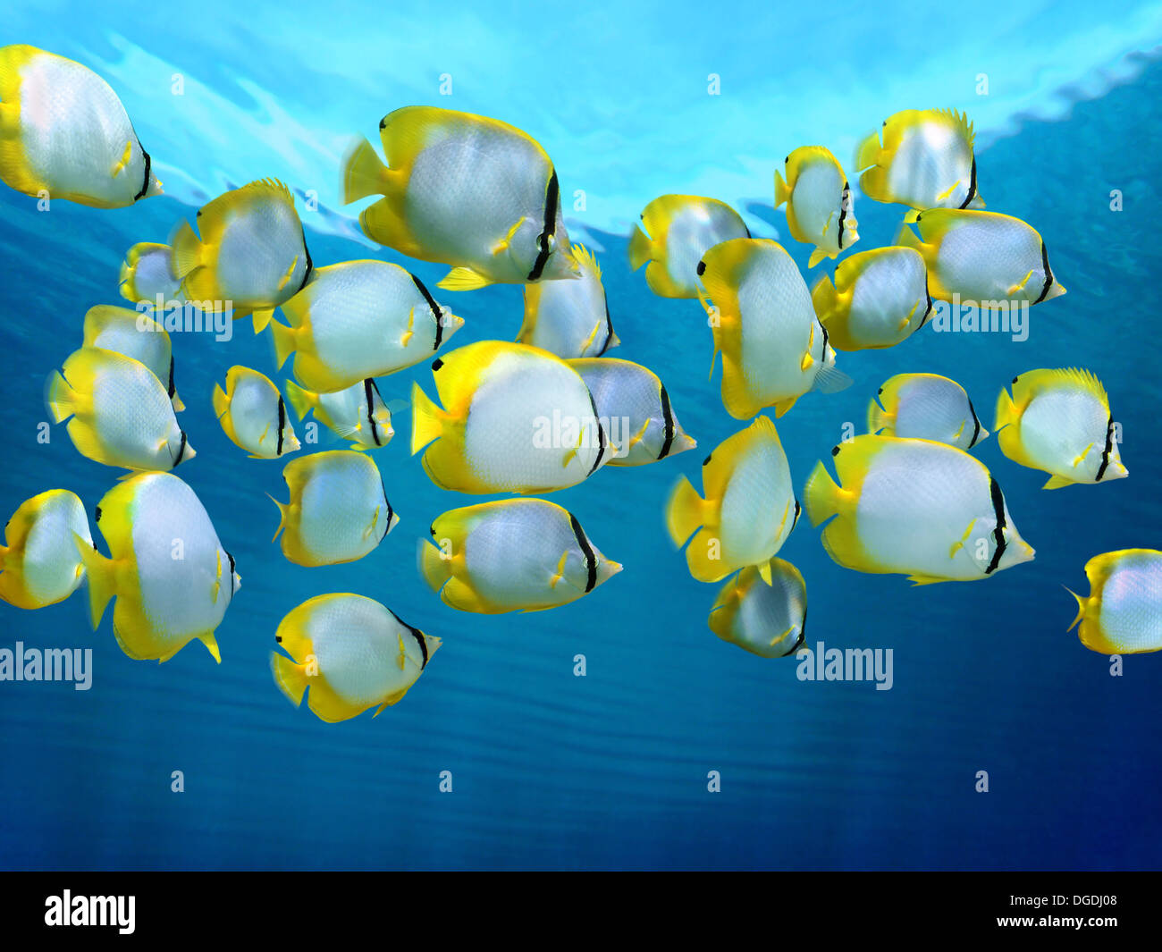 Butterflyfish school High Resolution Stock Photography and Images - Alamy