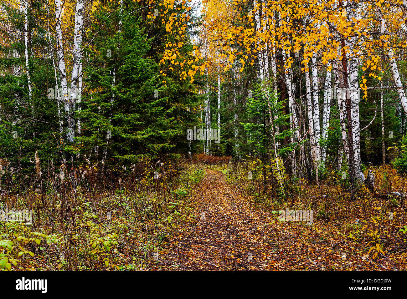 Autumn in Siberia Stock Photo - Alamy