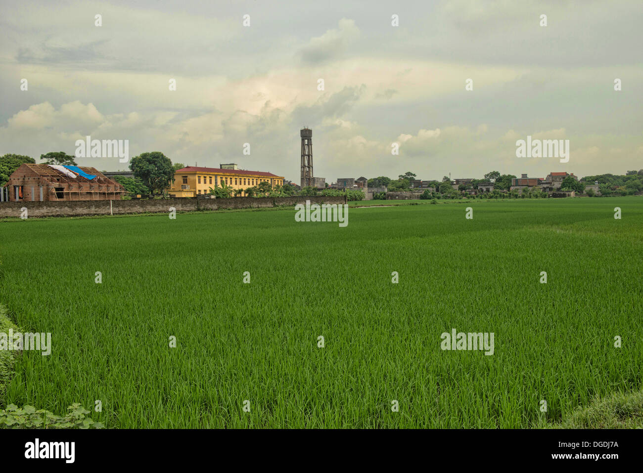 Rice paddy vietnam hi-res stock photography and images - Alamy