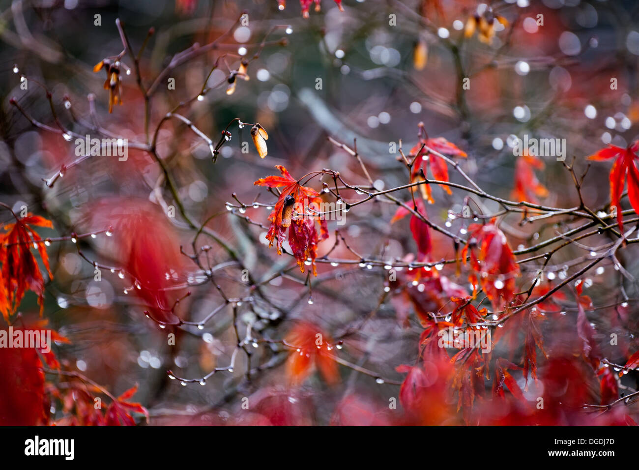 Autumn leaves in the rain Stock Photo - Alamy
