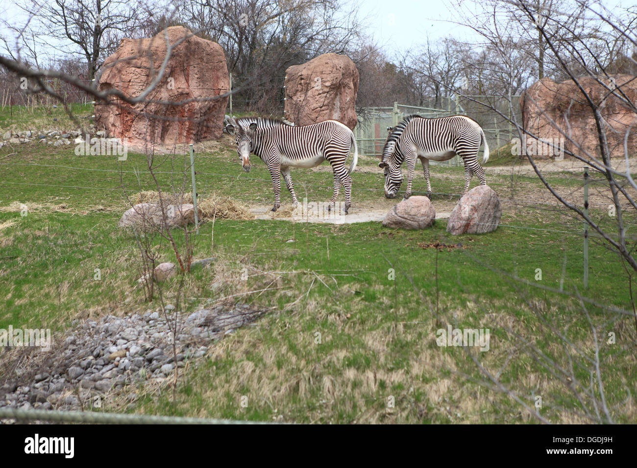 Zebra in the zoo Stock Photo - Alamy
