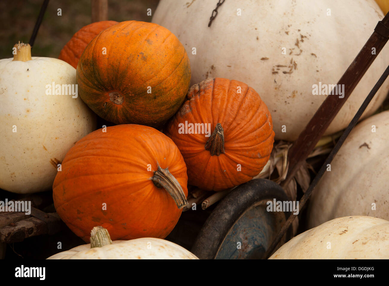 Autumn display, pumpkins, squash Stock Photo - Alamy