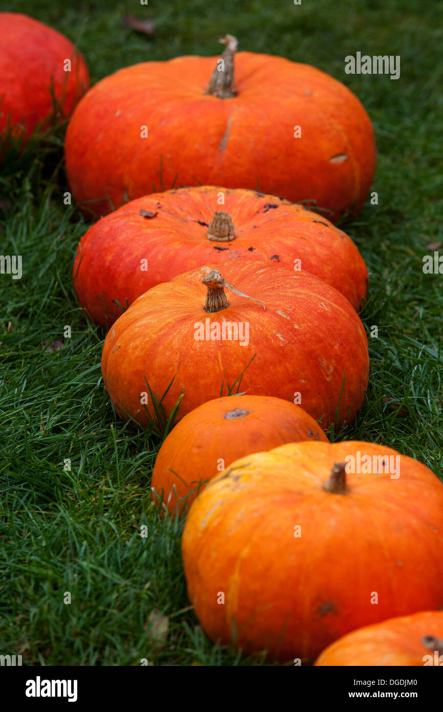Autumn color with pumpkins hi-res stock photography and images - Alamy