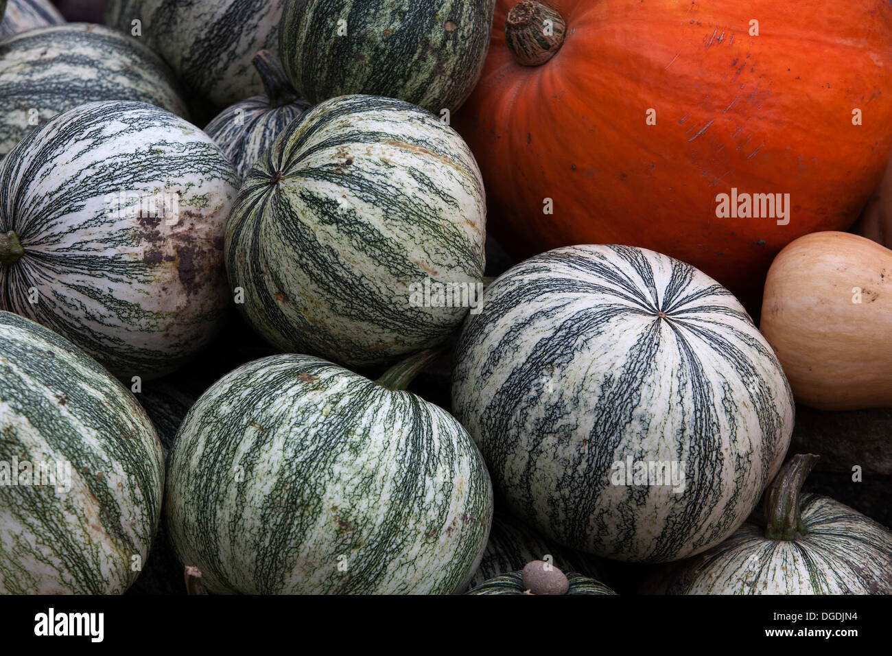Autumn display, pumpkins, squash Stock Photo - Alamy