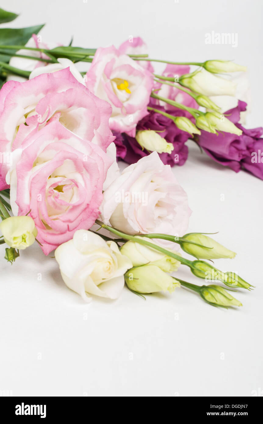 Beautiful eustoma flowers Stock Photo - Alamy