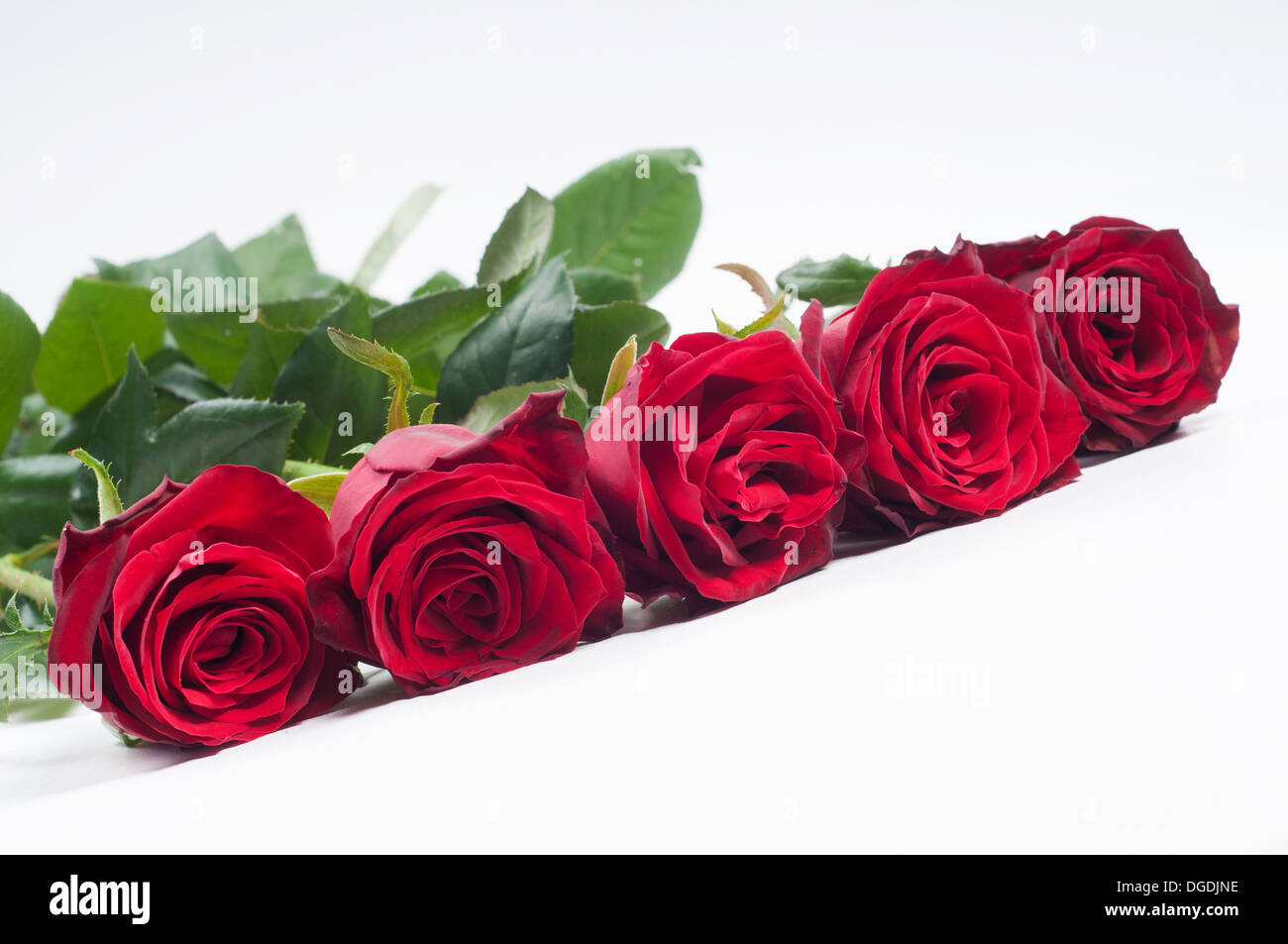 Beautiful red roses arranged in a row Stock Photo - Alamy