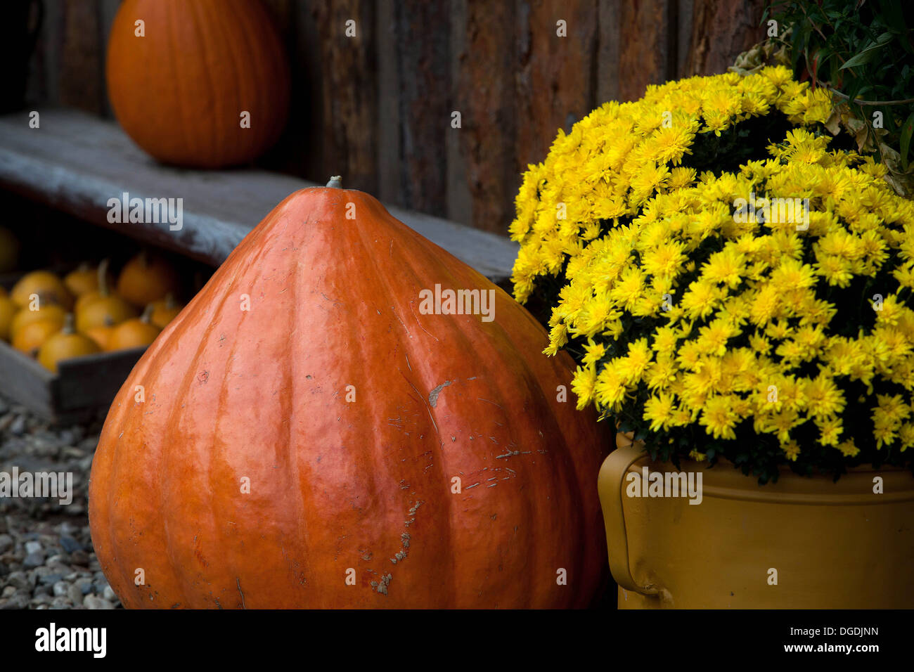 Fall scene with mums and pumpkins hi-res stock photography and images ...