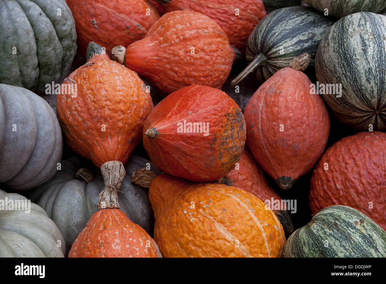 Autumn display, pumpkins, squash Stock Photo - Alamy
