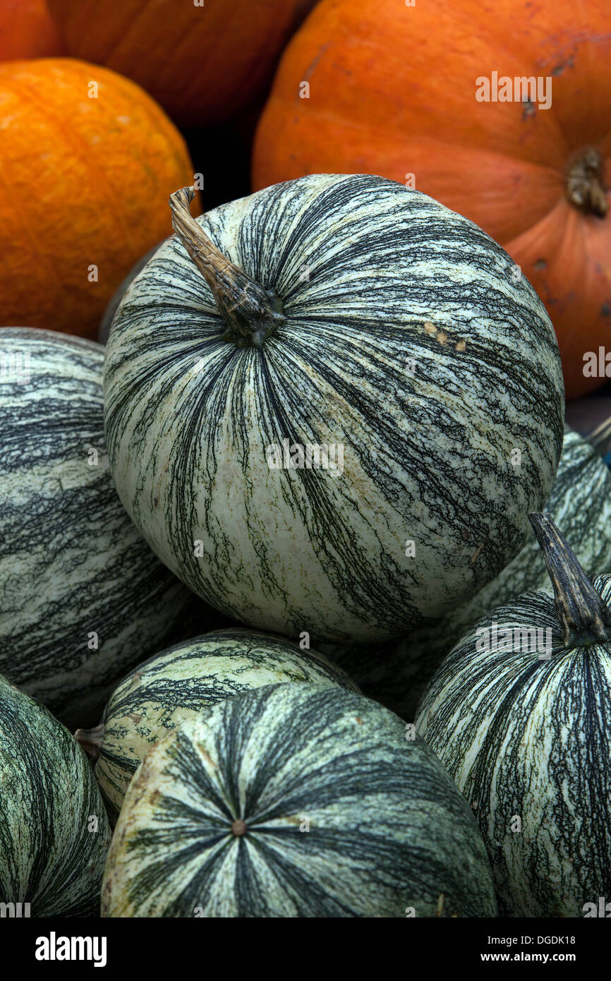 Autumn display, pumpkins, squash Stock Photo - Alamy