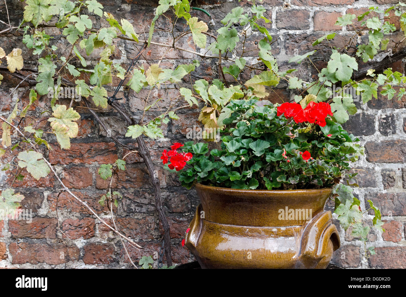 potted geraniums next to a brick wall Stock Photo - Alamy