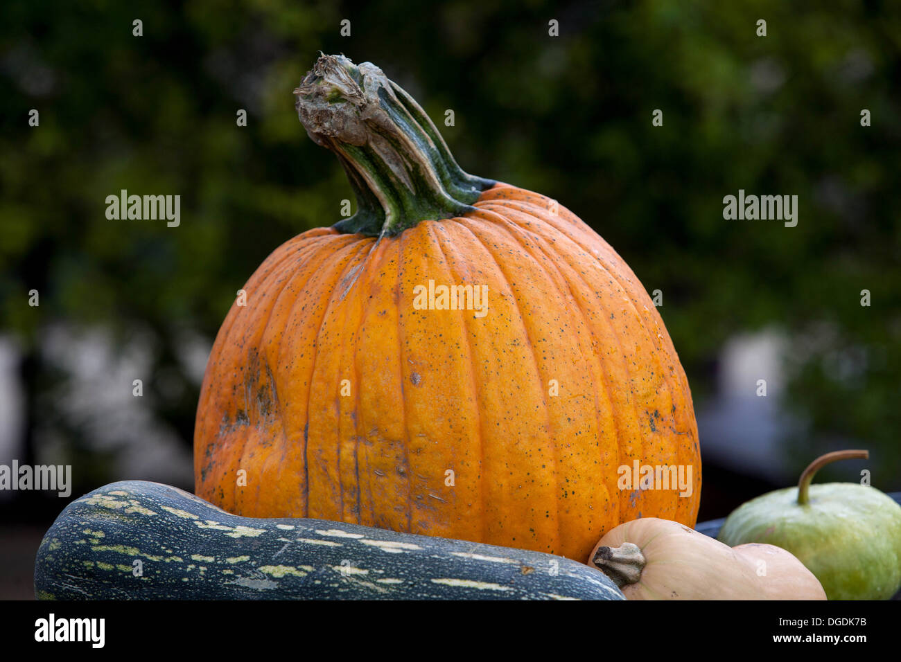 Squash display hi-res stock photography and images - Alamy