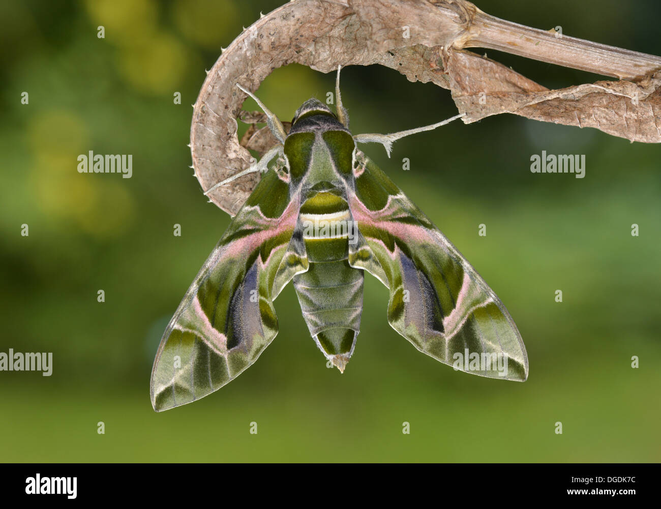 Oleander hawk moths hi-res stock photography and images - Alamy