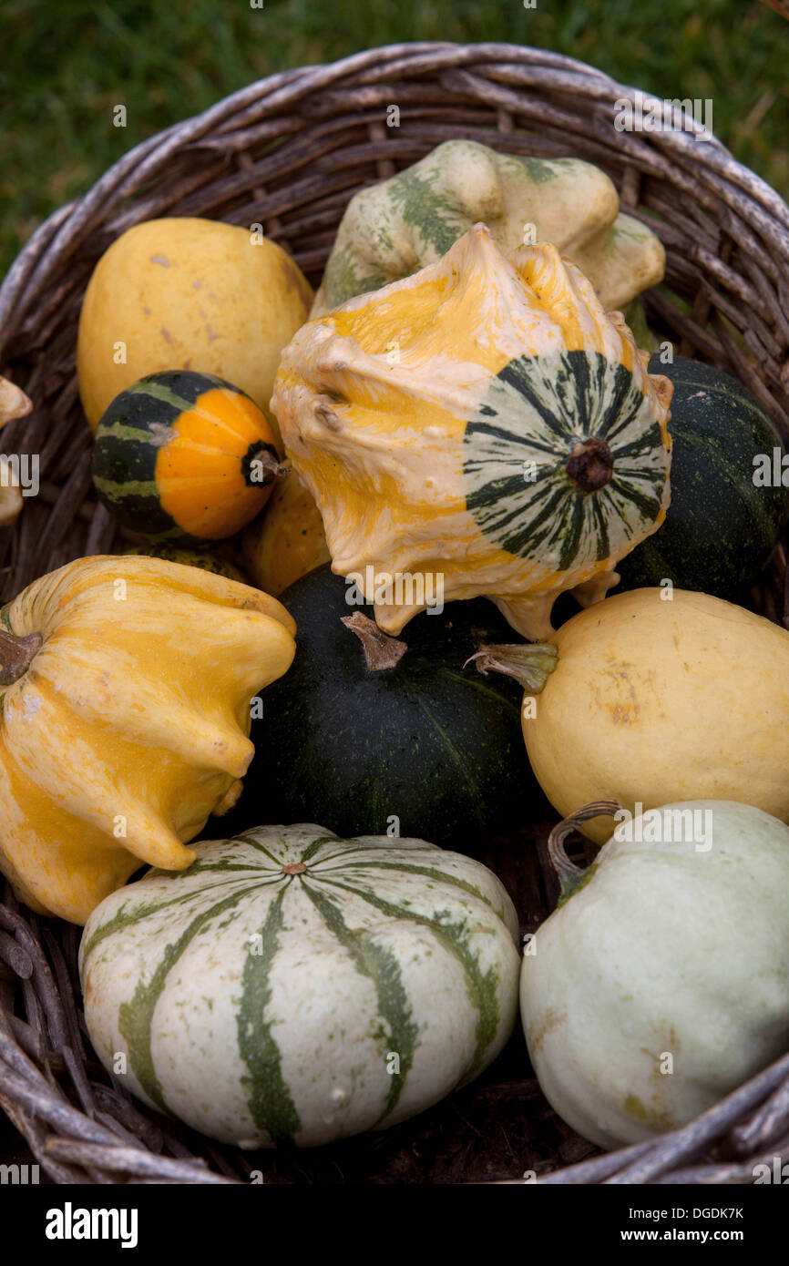 Autumn squash hi-res stock photography and images - Alamy