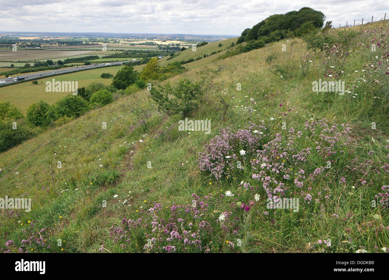 Aston Rowant National Nature Reserve, Bucks Stock Photo - Alamy