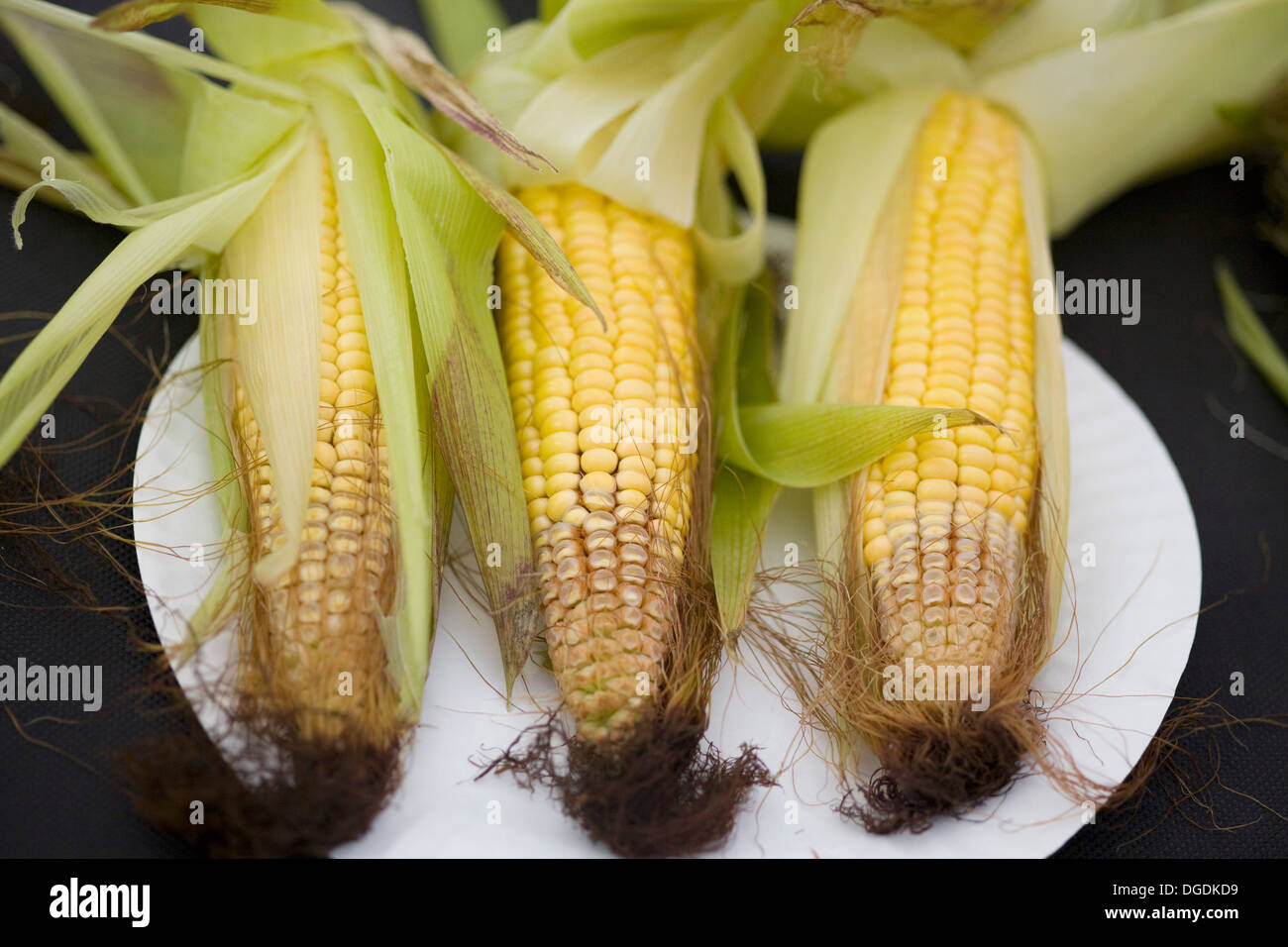 Picked maize hi-res stock photography and images - Alamy