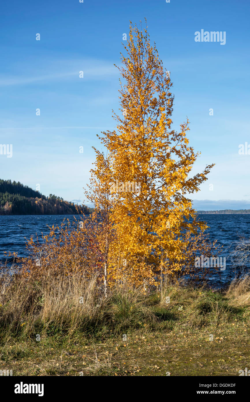 Golden dawn tree of life hi-res stock photography and images - Alamy