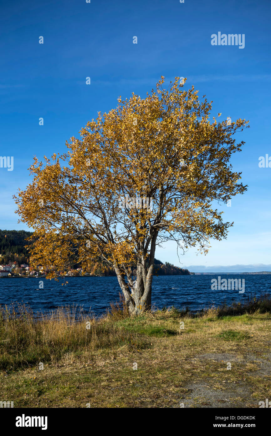 Golden dawn tree of life hi-res stock photography and images - Alamy