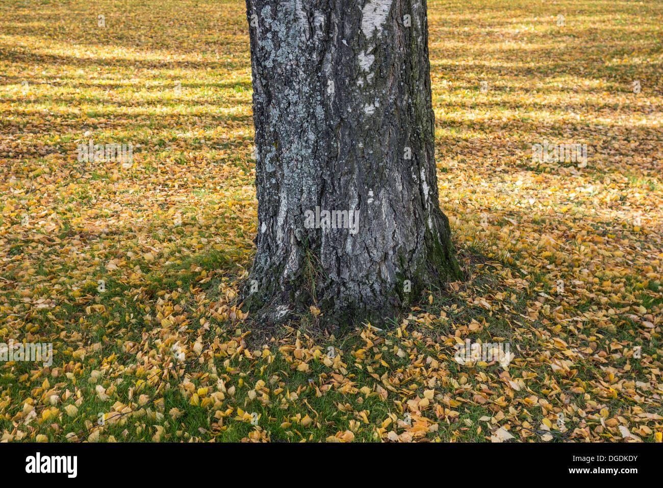 The big tree hi-res stock photography and images - Alamy