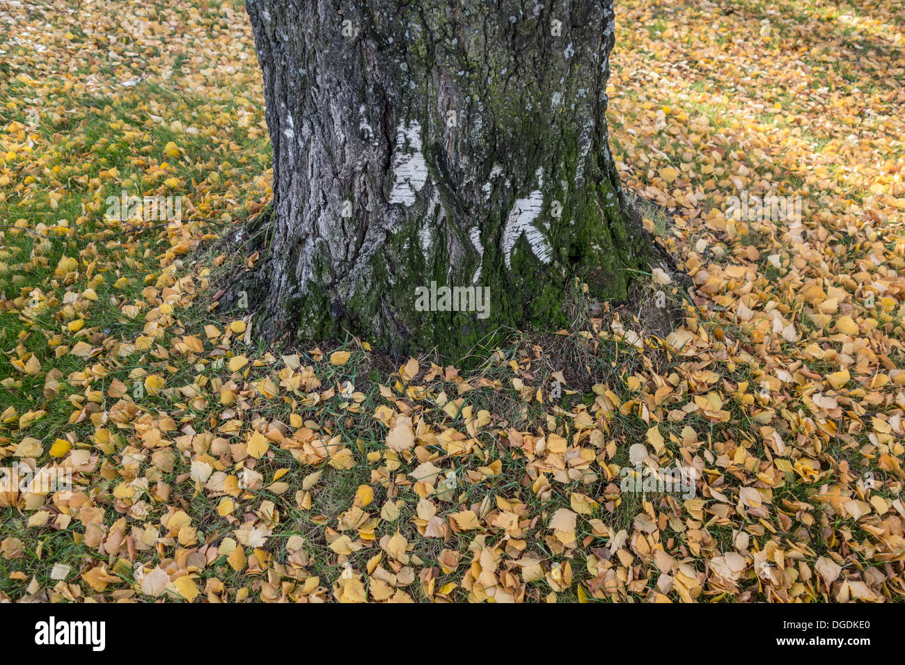 Autumn leaves and big tree Stock Photo - Alamy