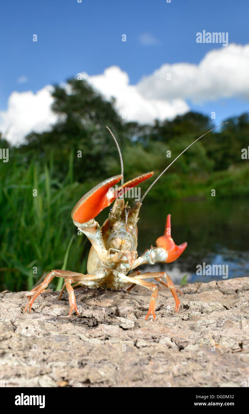 Crayfish Claws High Resolution Stock Photography and Images - Alamy
