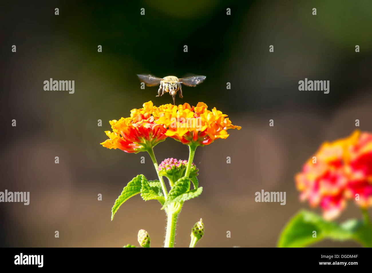 Habropoda laboriosa, southeastern blueberry bee Stock Photo - Alamy