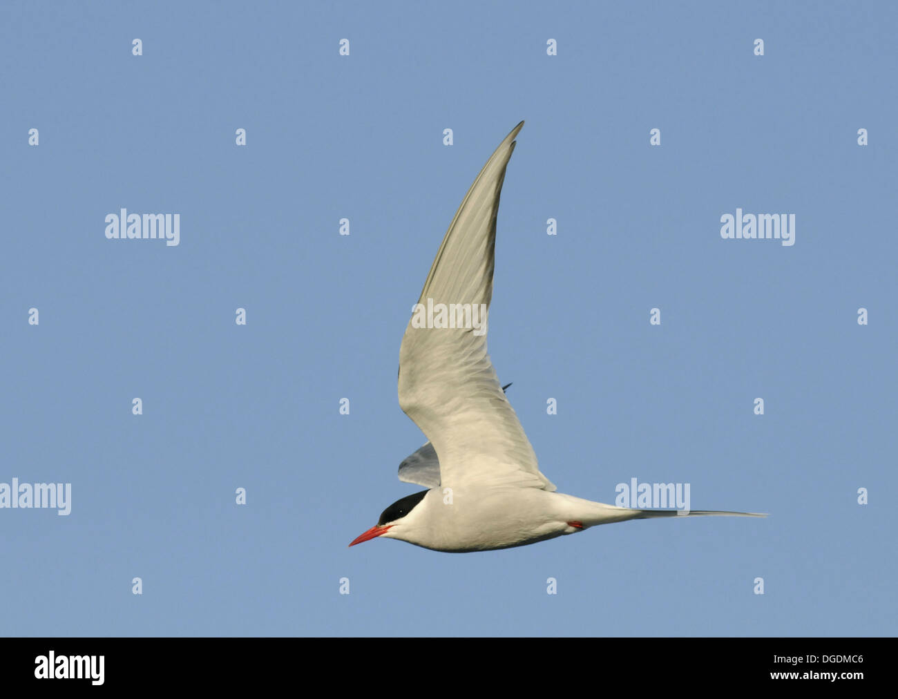 Sterna paradisaea arctic migration hi-res stock photography and images ...