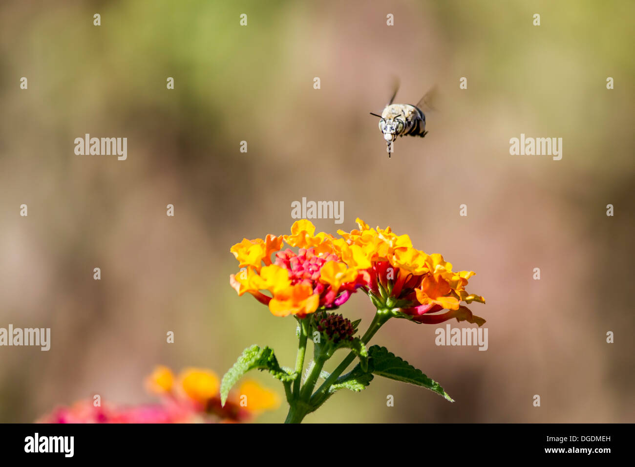 Habropoda laboriosa, southeastern blueberry bee Stock Photo - Alamy