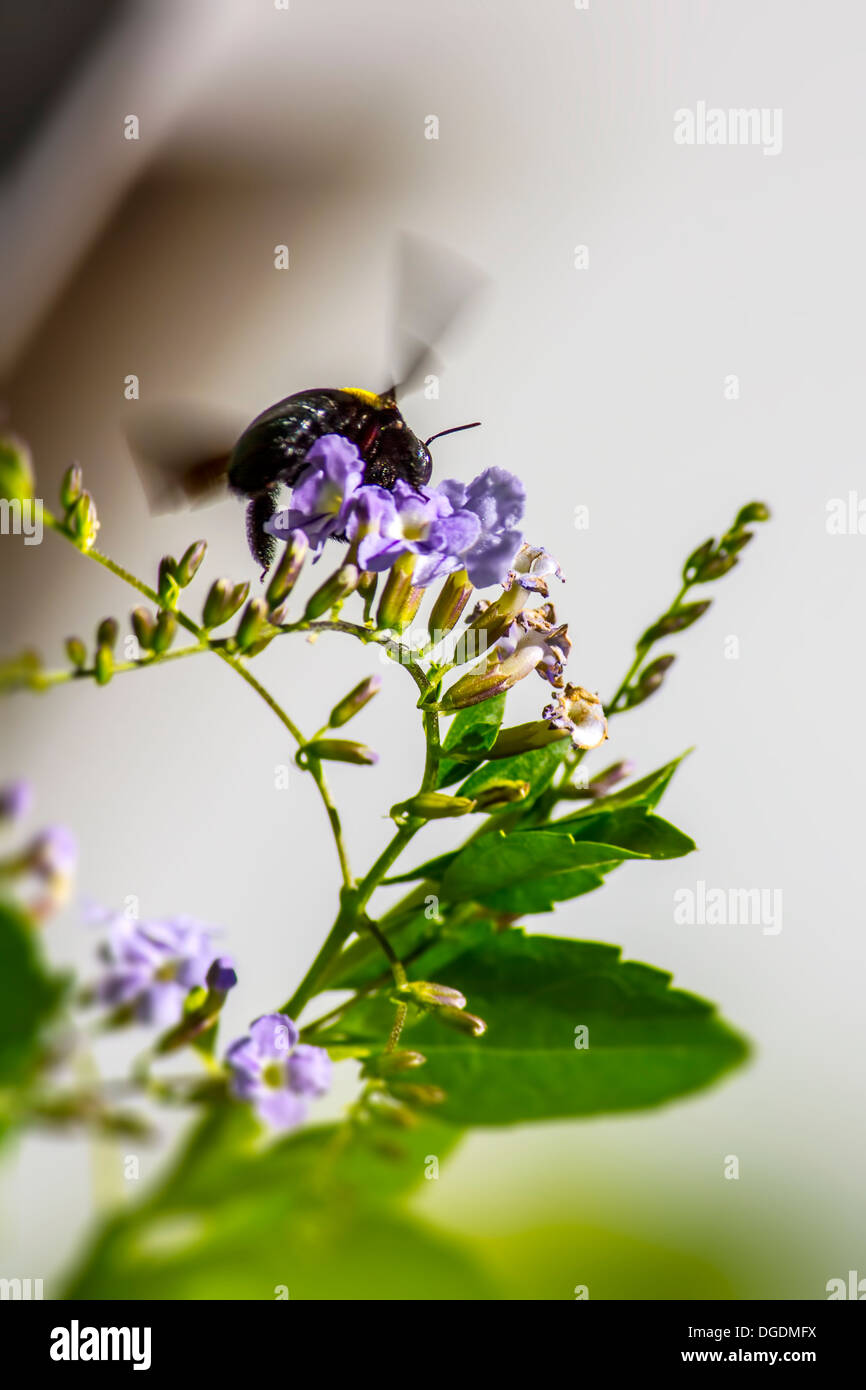 Conventional flower hi-res stock photography and images - Alamy