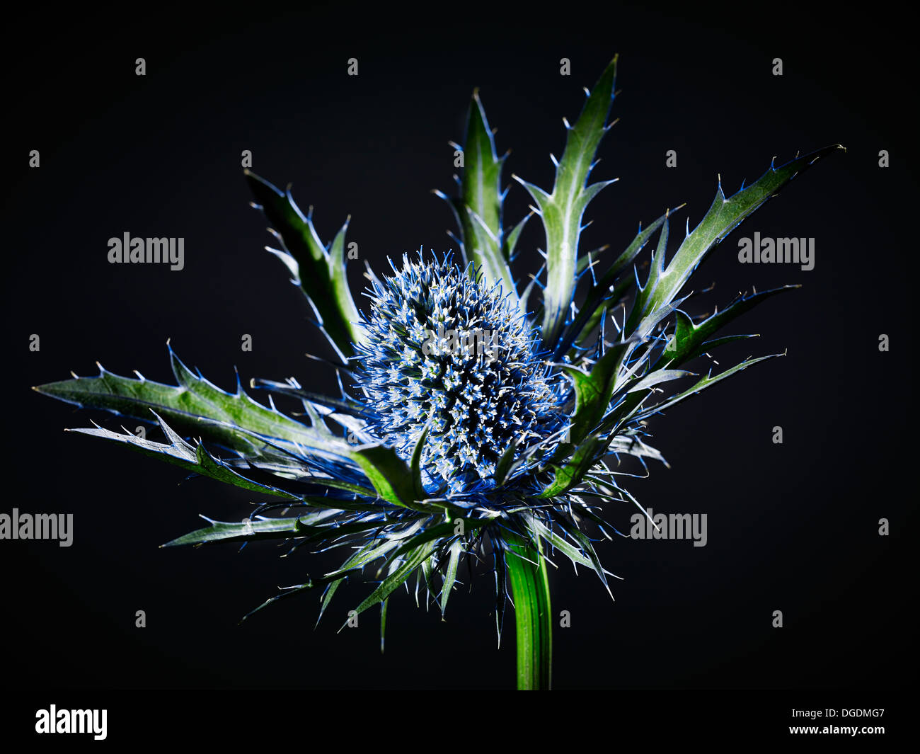 Blue thistle hi-res stock photography and images - Alamy
