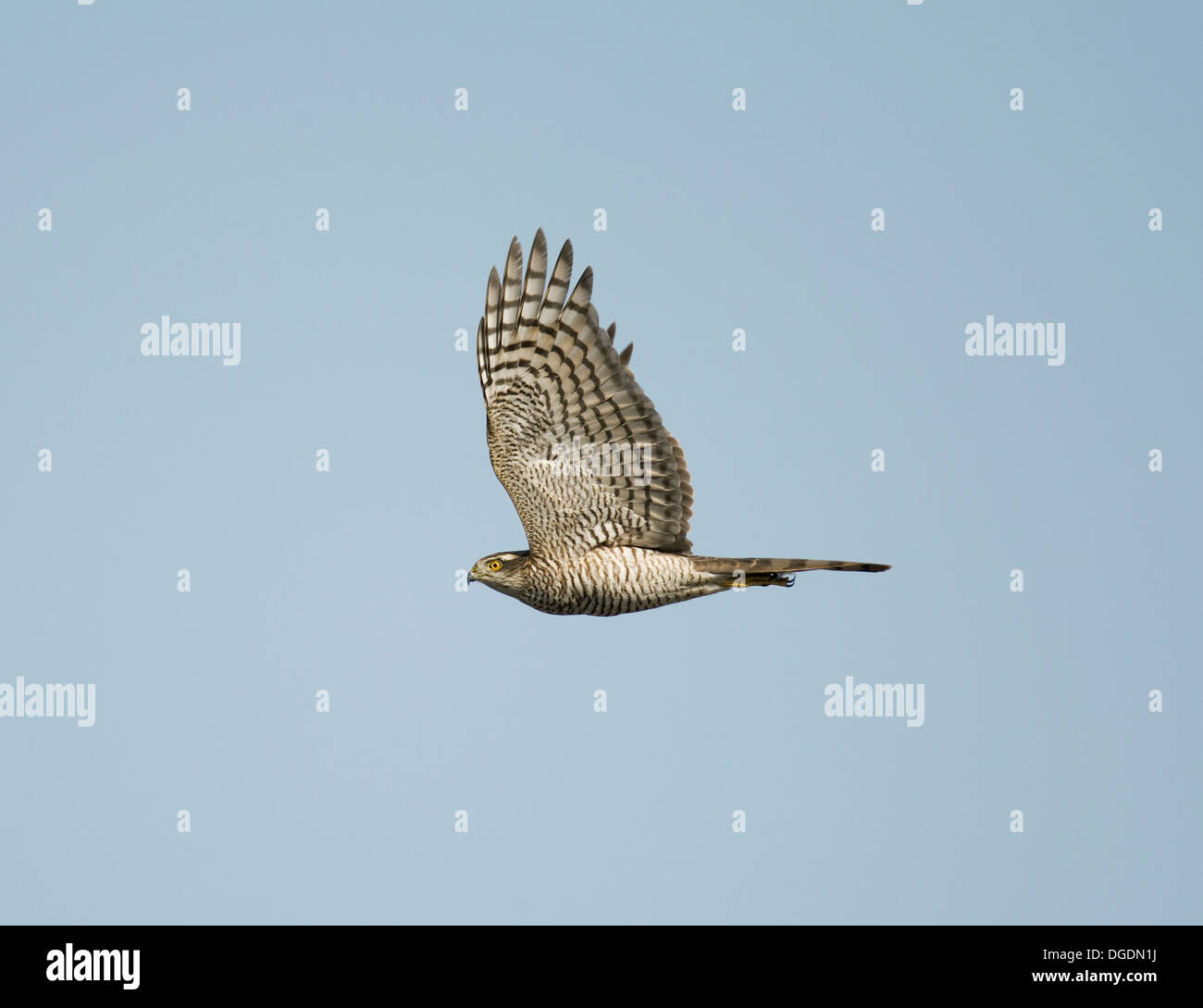 Sparrowhawk Accipiter nisus Stock Photo - Alamy
