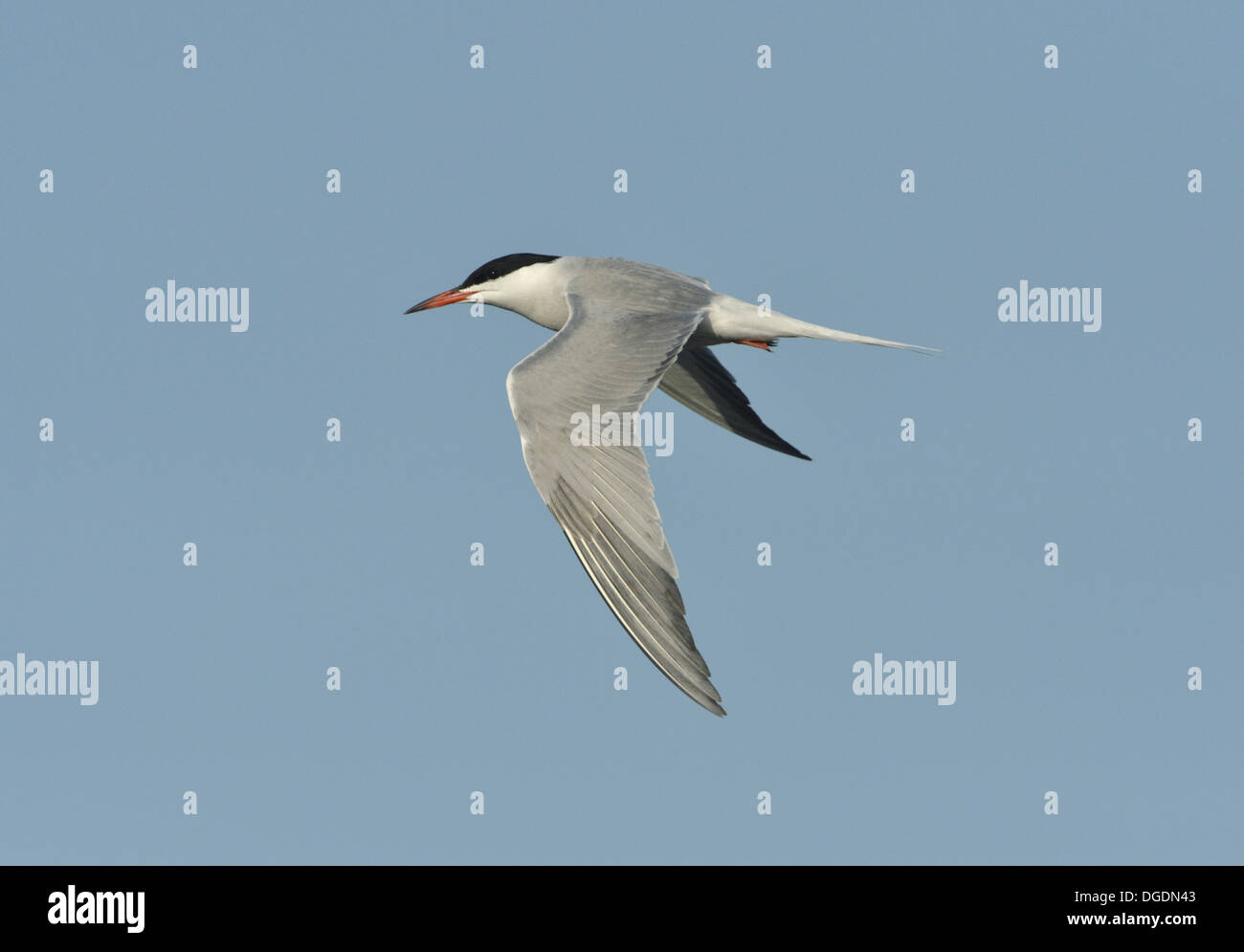 Terns Common High Resolution Stock Photography and Images - Alamy
