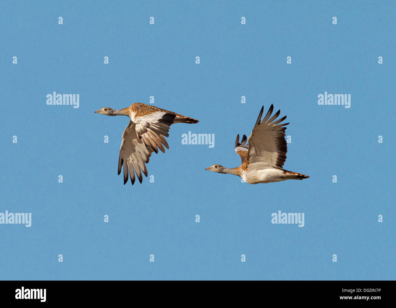 Great Bustard - Otis tarda - Female in flight Stock Photo - Alamy