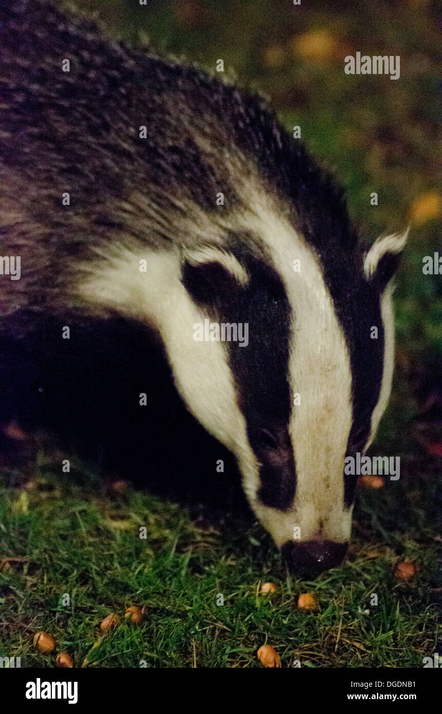 Rooting around for food in the grass Stock Photo - Alamy