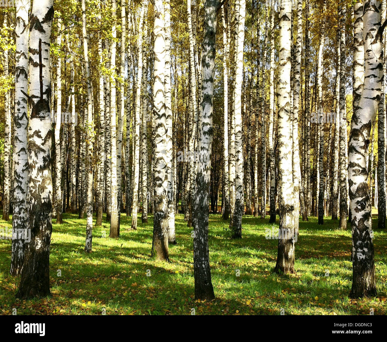 Birch light and shade sunlight autumn hi-res stock photography and ...