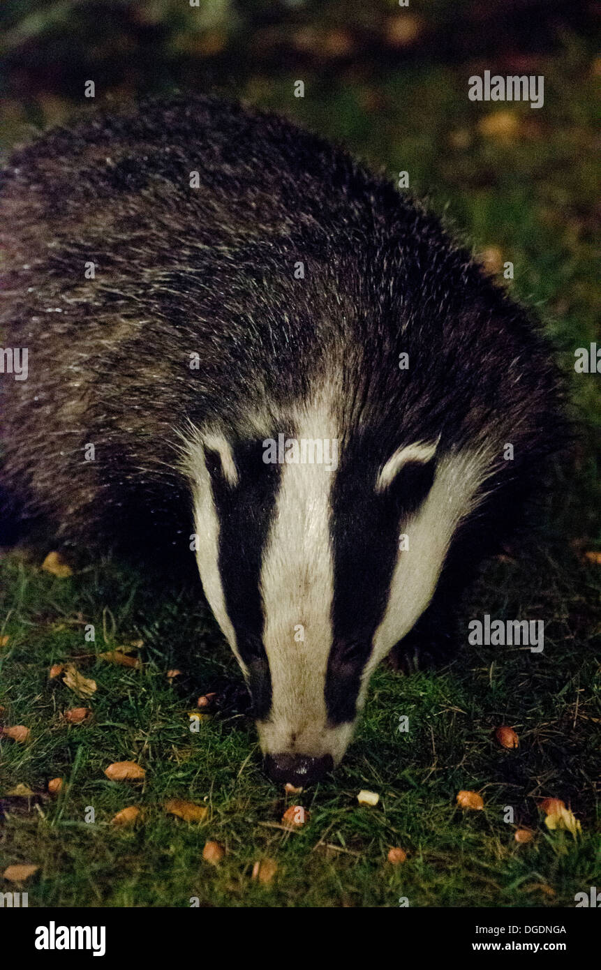Badger night hi-res stock photography and images - Alamy