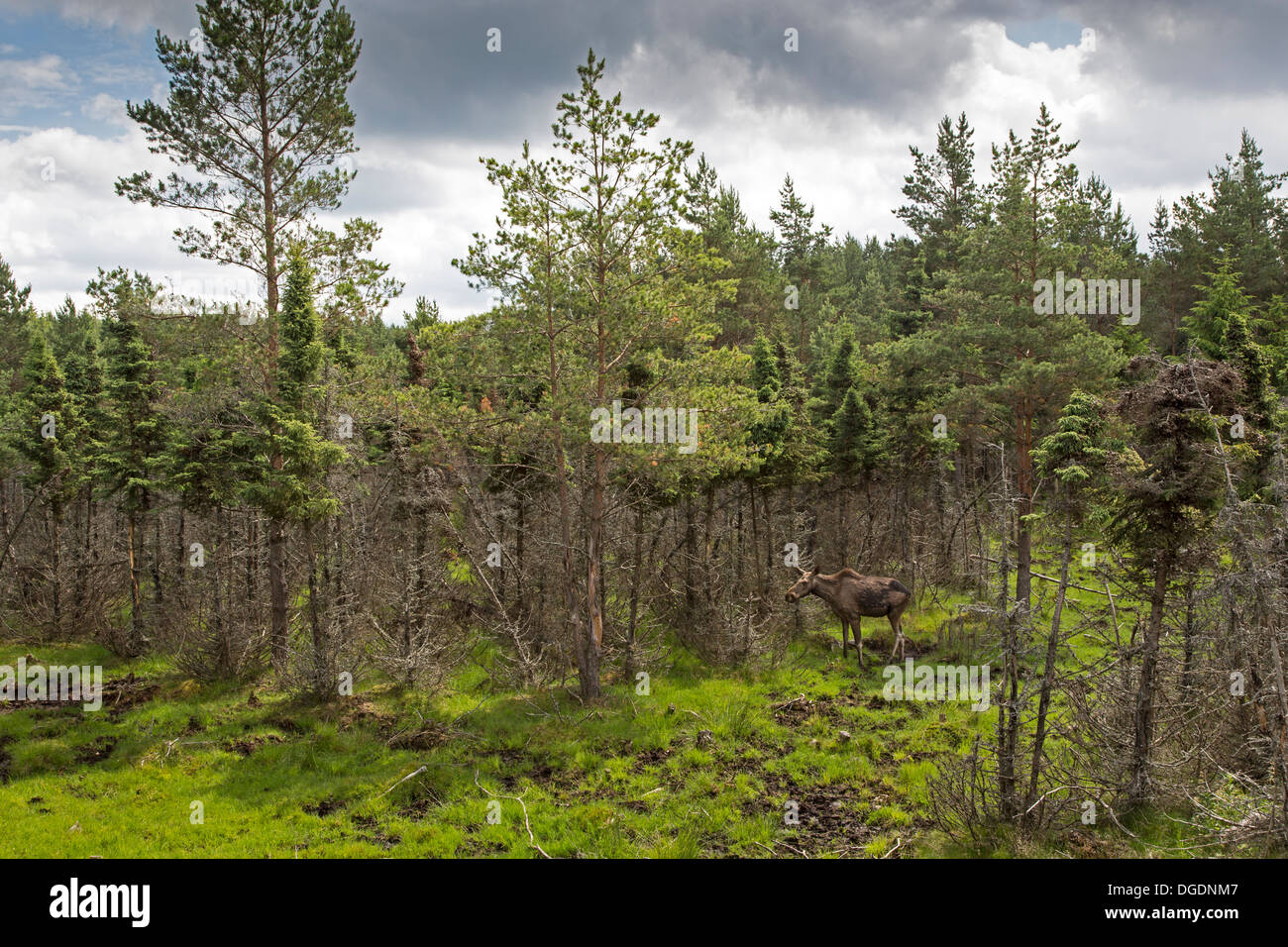 Eurasian moose, Sweden, Europe / Alces alces Stock Photo - Alamy