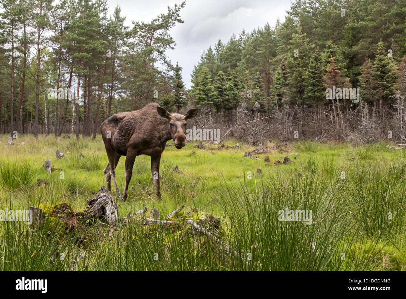 Eurasian moose, Sweden, Europe / Alces alces Stock Photo - Alamy
