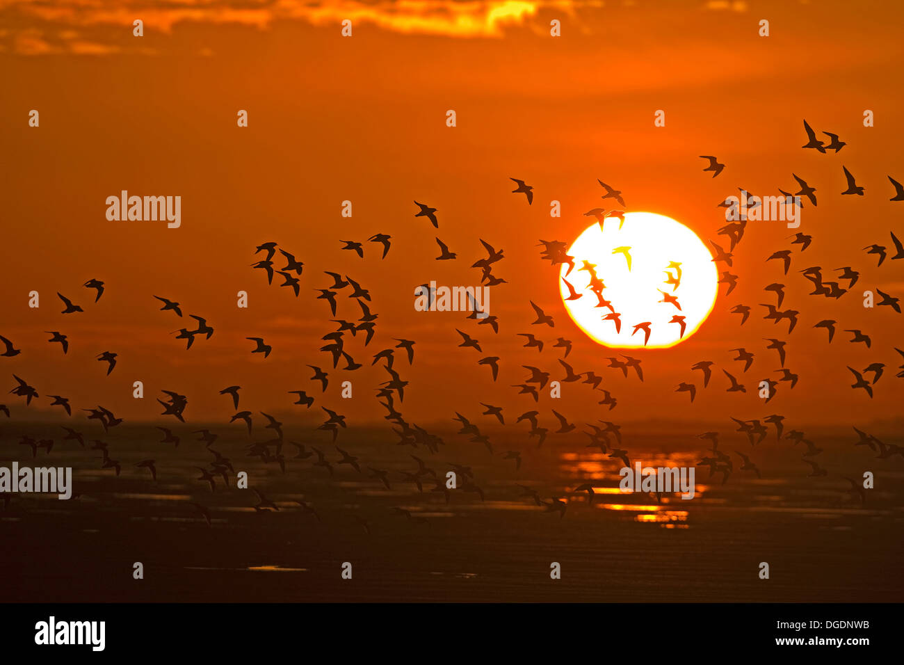 Flock of golden plover in flight hi-res stock photography and images ...
