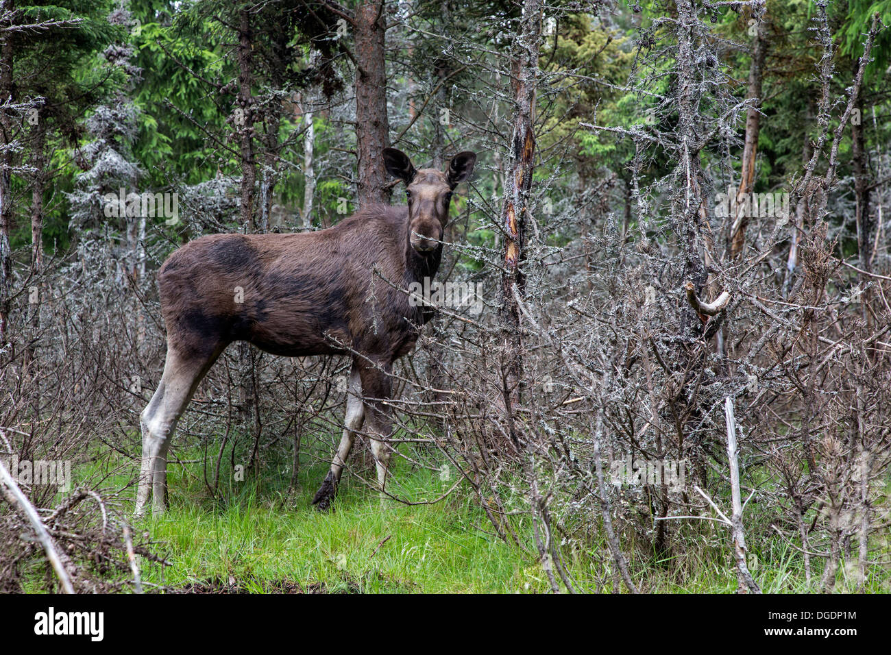 Eurasian moose, Sweden, Europe / Alces alces Stock Photo - Alamy