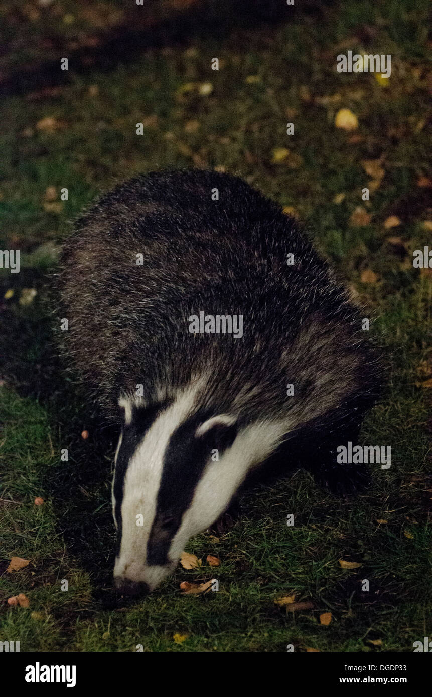 Badger night hi-res stock photography and images - Alamy