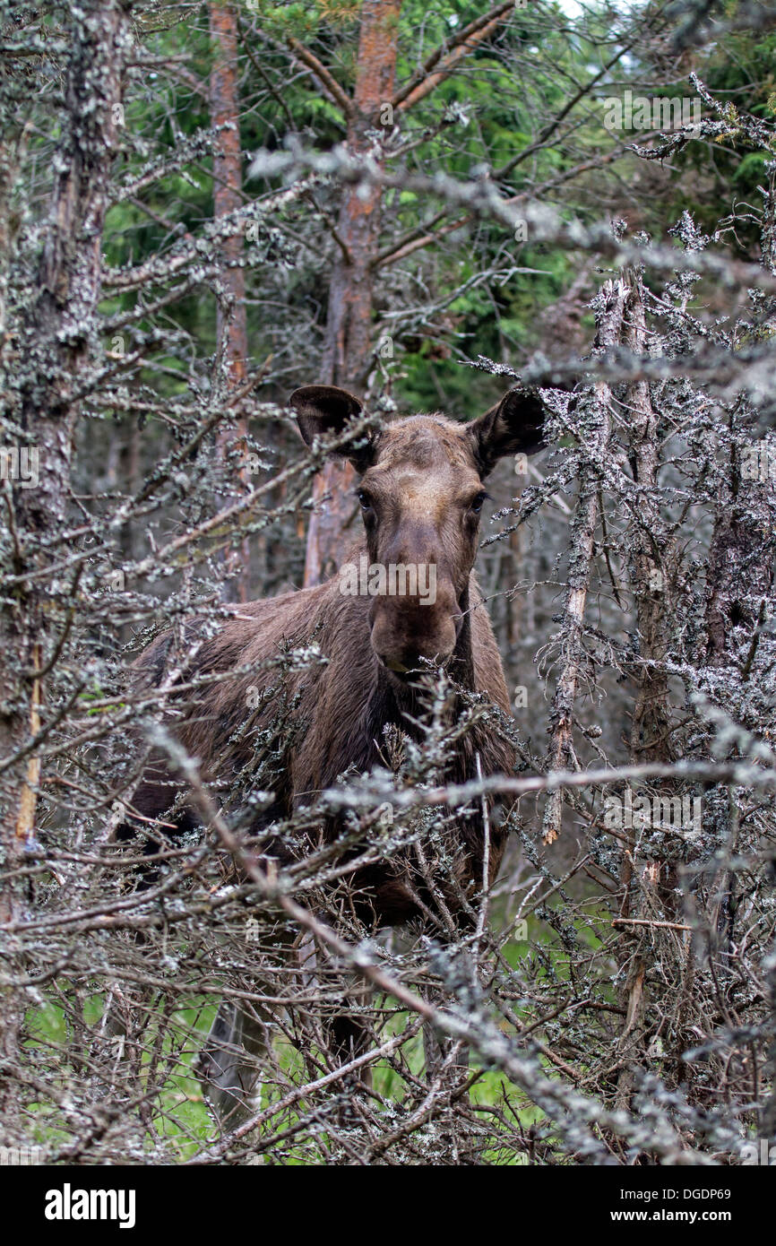 Eurasian moose, Sweden, Europe / Alces alces Stock Photo - Alamy