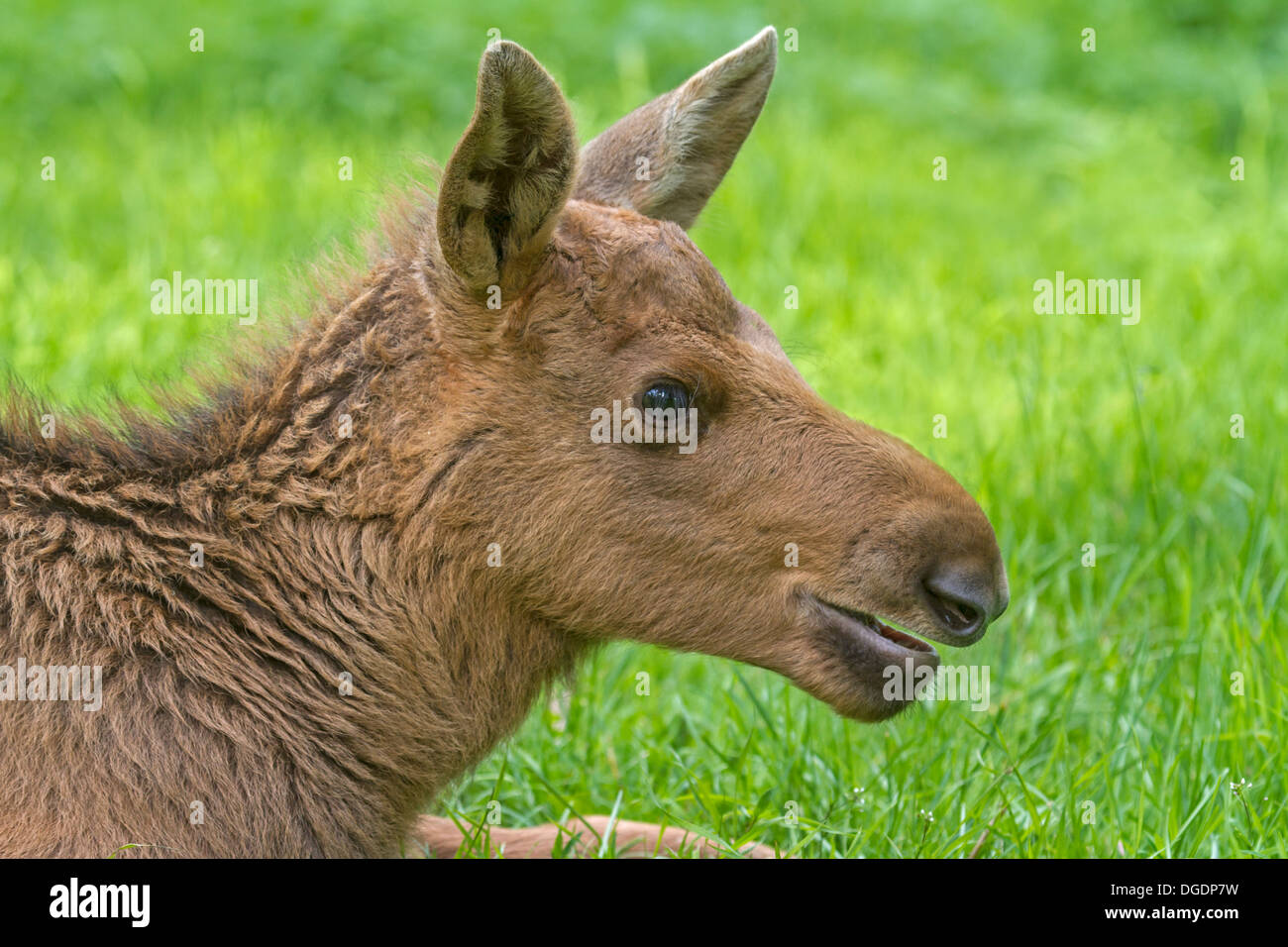 Young Eurasian moose, Sweden, Europe / Alces alces Stock Photo - Alamy