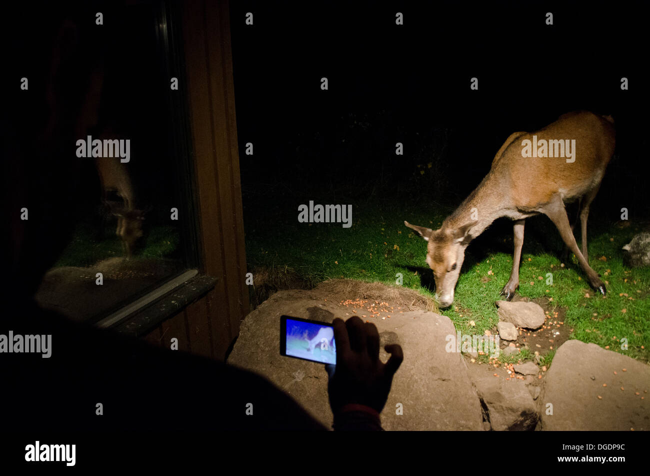 Camera phone image of a deer Stock Photo - Alamy