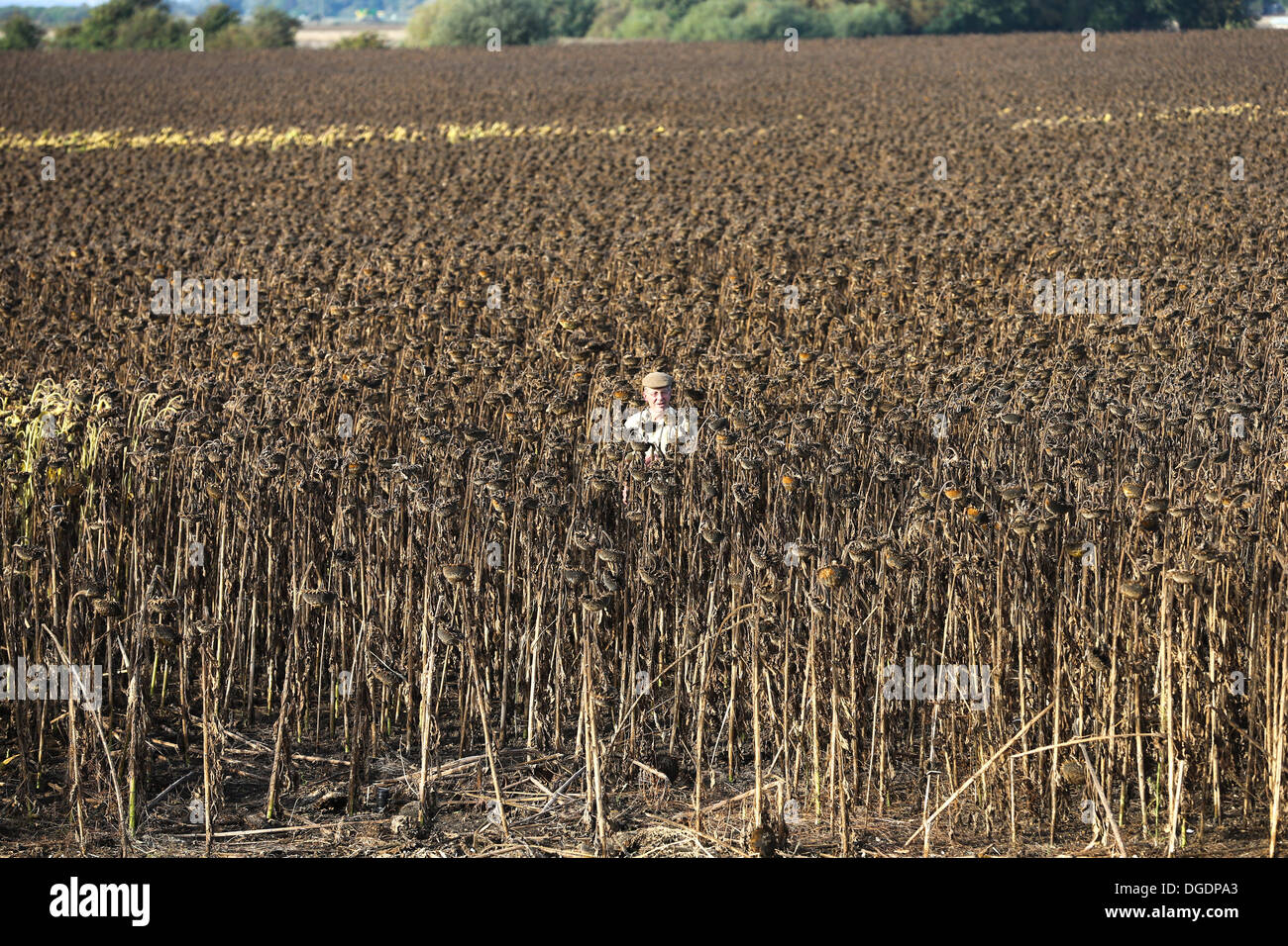 NICHOLAS WATTS CHECKING HIS CROP OF SUNFLOWERS ON HIS FARM SPALDING ...